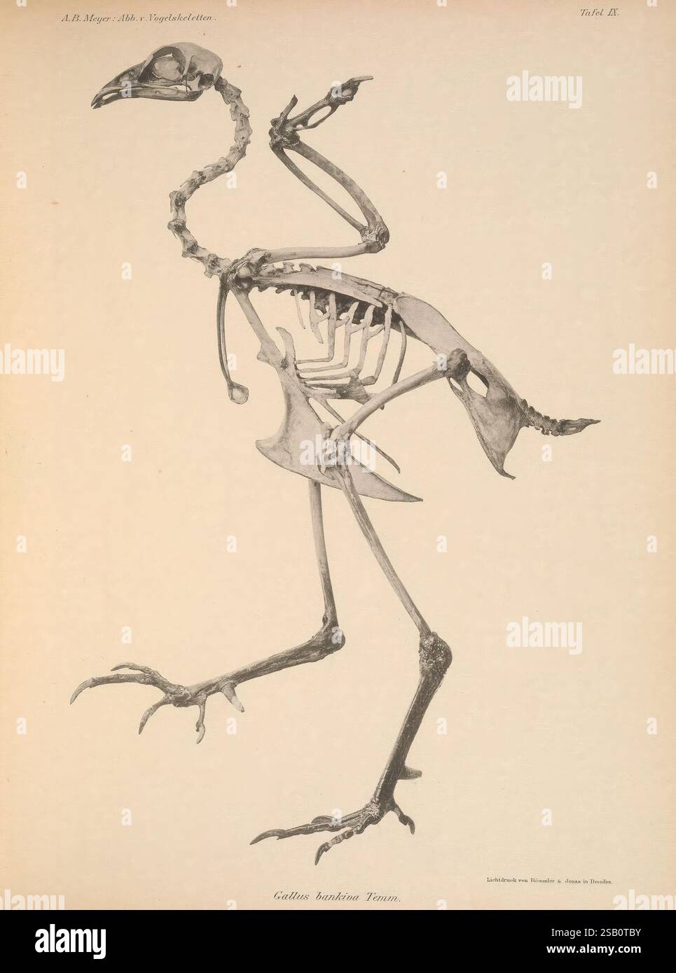 Abbildungen von Vogel-Skeletten, Berlin, 1879-1897, oiseaux, anatomie ...
