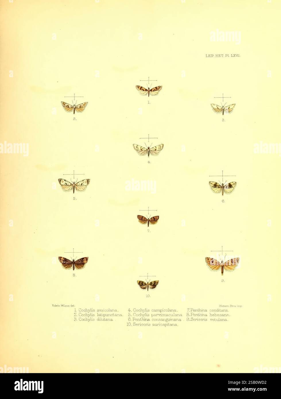 Illustrations de spécimens typiques de Lépidoptères, Heterocera dans la ...