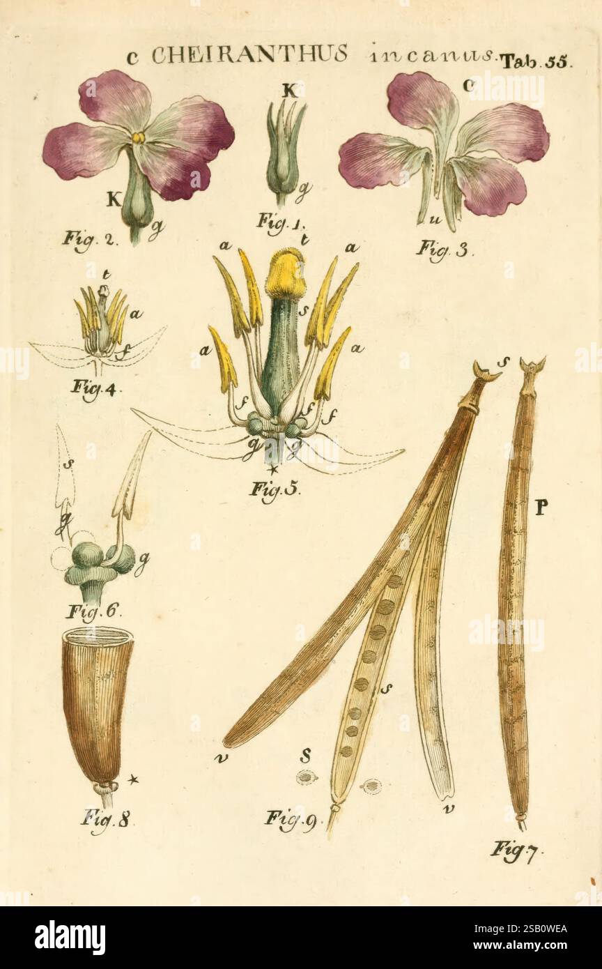 Illustratio systematis sexualis Linnaeani Francofurti ad Moenum ...