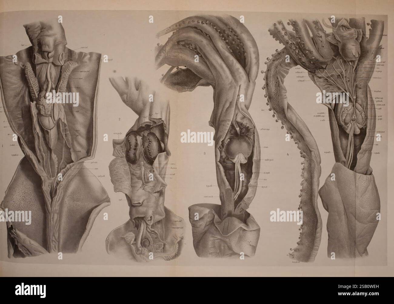 Le céphalopode, Atlas, 1975, Cephalopode, Chiroteuthis imperator, une ...
