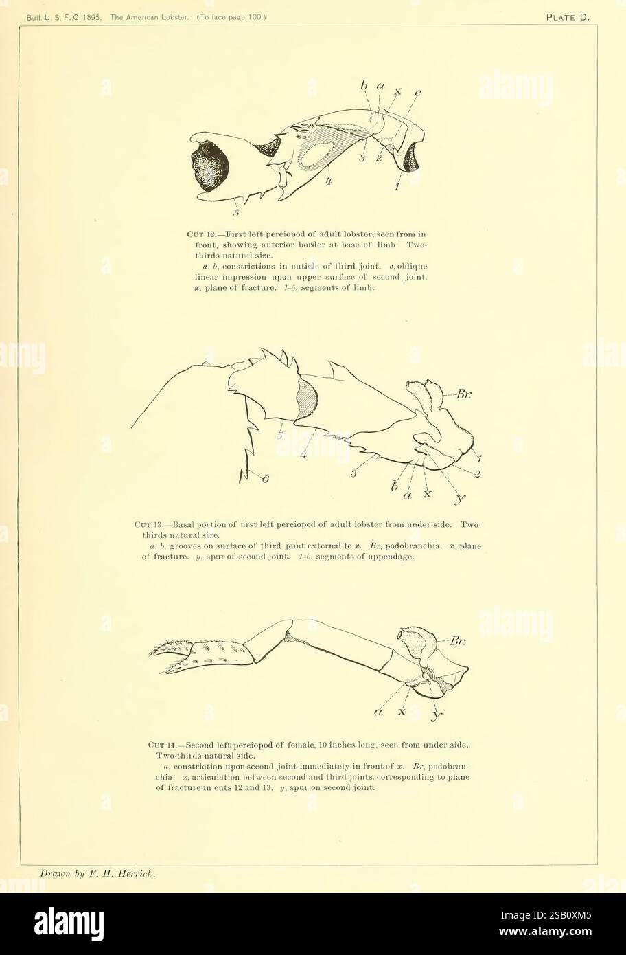 Le homard américain 1895 homards crustacés embryologie, l'illustration ...