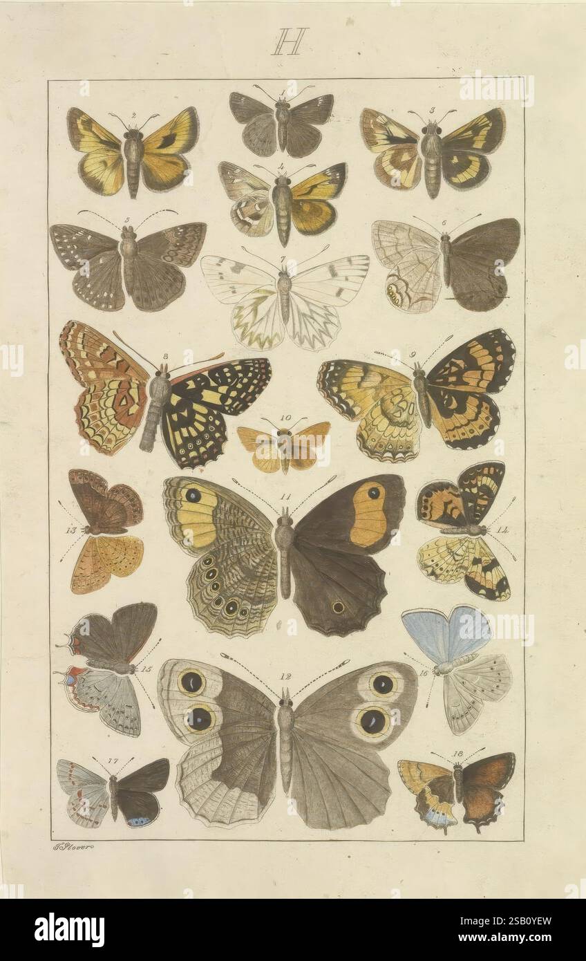 Lépidoptères, manuscrit, entre 1873-1883?, lépidoptères, cycles de vie ...
