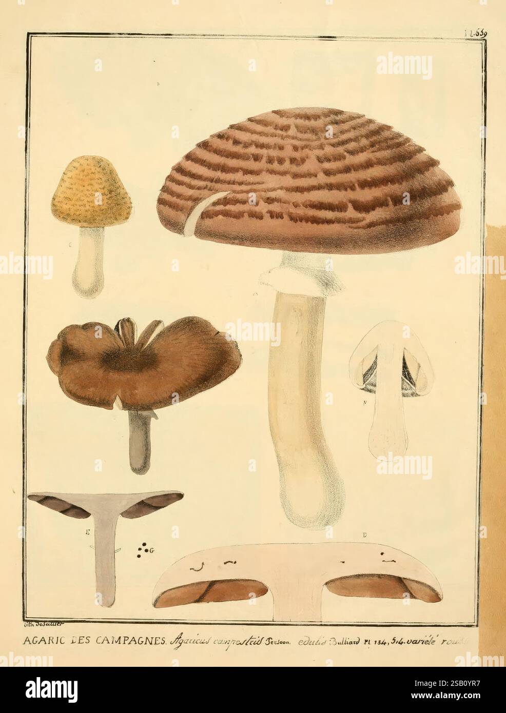 Figures des champignons, servant de supplément aux planches de Bulliard ...