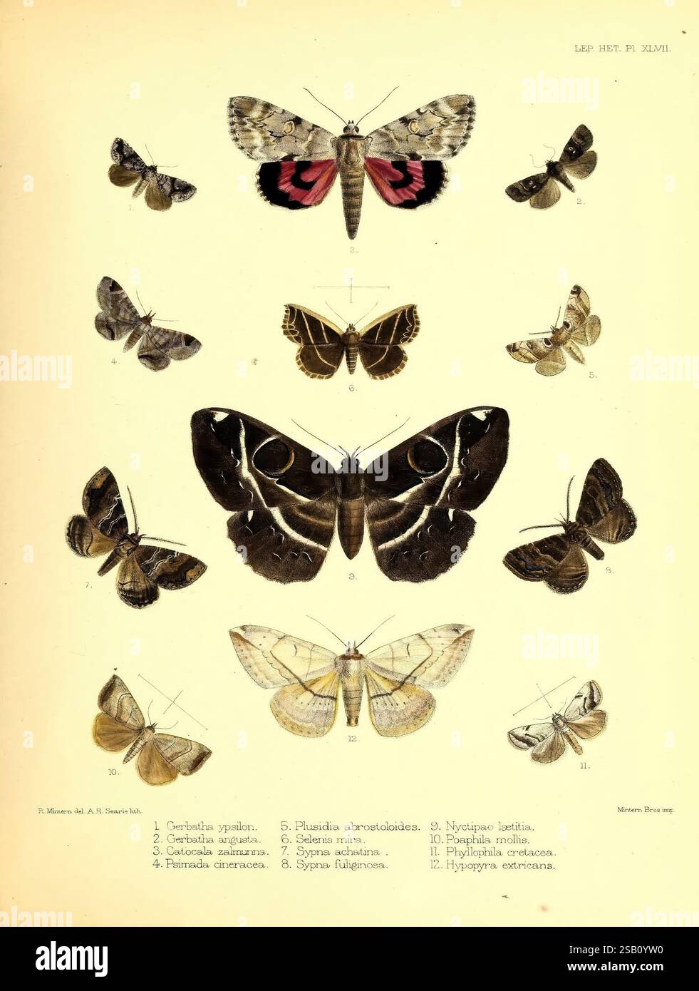 Illustrations de spécimens typiques de Lepidoptera Heterocera dans la ...