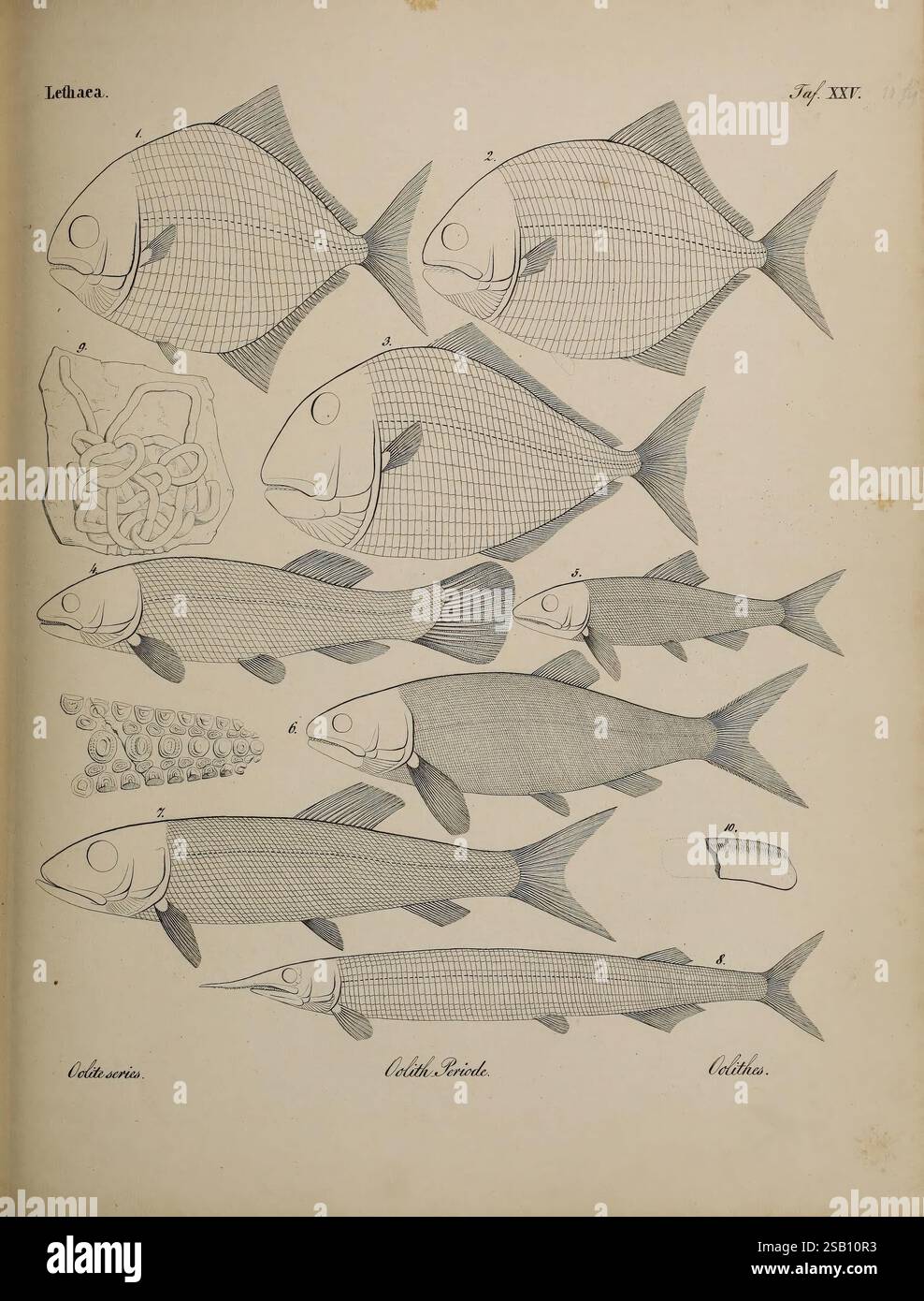 Lethaea geognostica, oder Abbildungen und Beschreibungen der für die ...