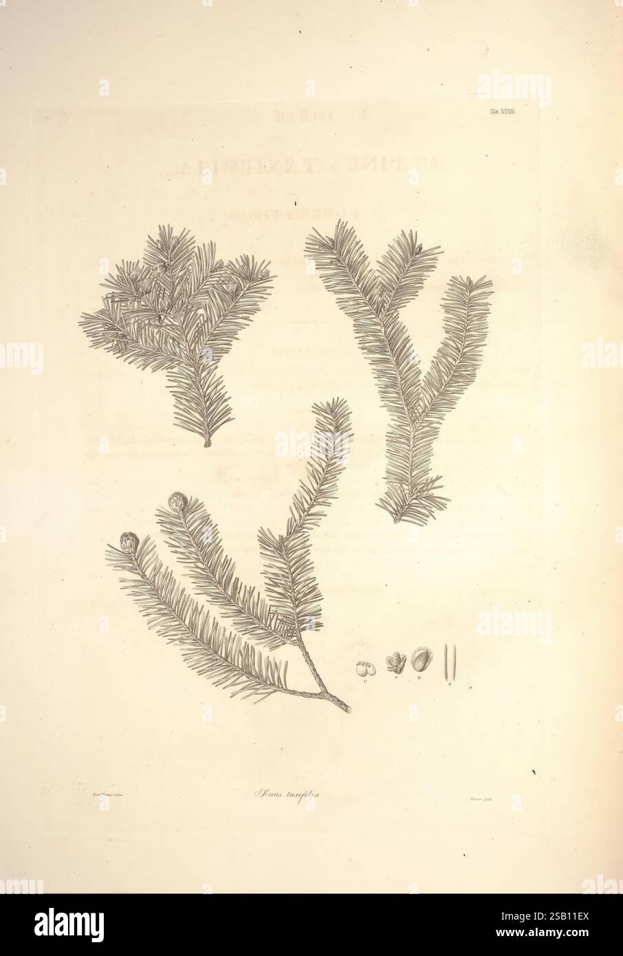 Description du genre Pinus London J. White 1803-1824 Pinaceae Pseudotsuga menziesii arbres de ...