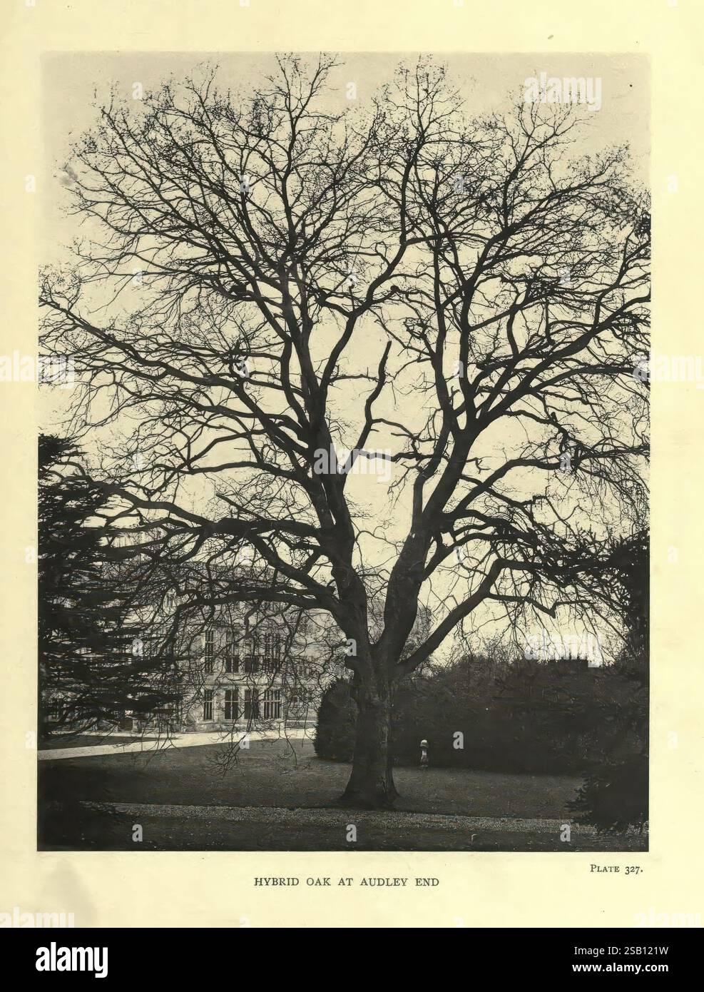 Les arbres de Grande-Bretagne et d'Irlande, Édimbourg, Priv. print ...