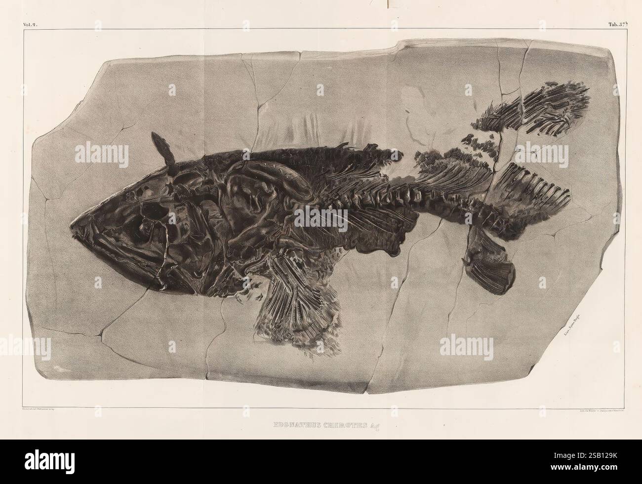 Recherches sur les poissons fossiles Neuchâtel Petitpierre 1833-1843 ...