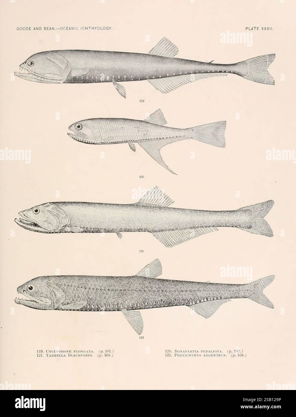 Oceanic ichtyology, v.22 atlas, Cambridge, U.S.A, 1896, océan ...