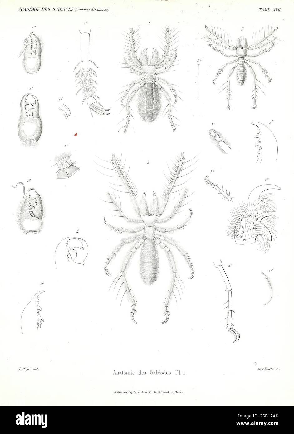 Anatomie, physiologie, et histoire naturelle, des galeodes, Paris, impr ...