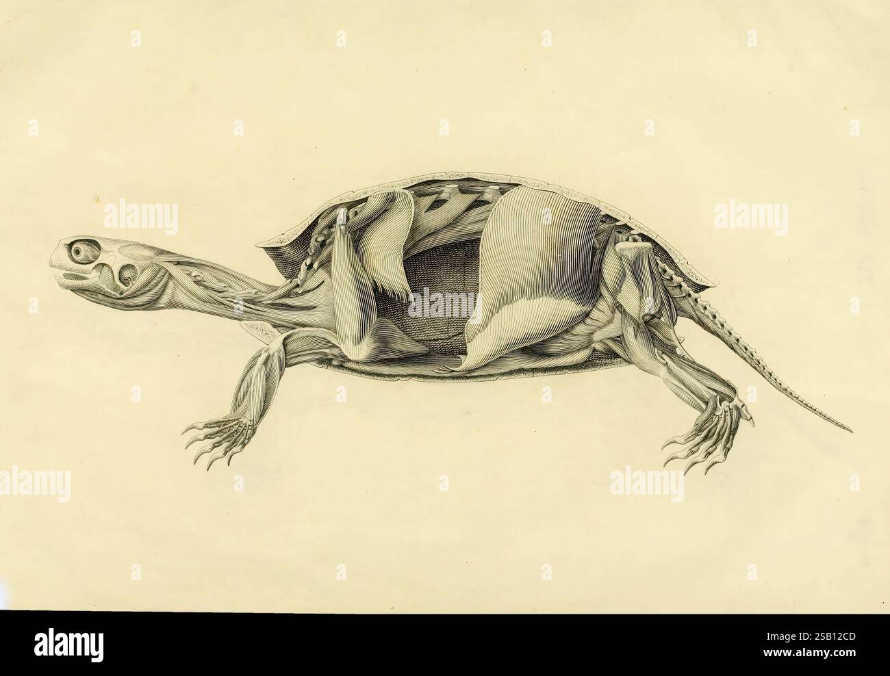 Anatome testudinis Europaeae, Vilnae, Impensis auctoris, typis Josephi ...