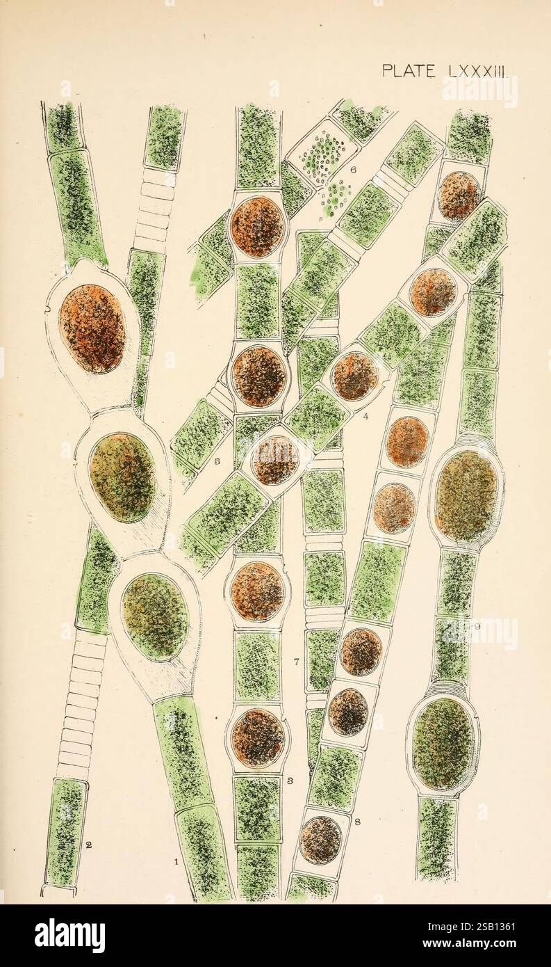 Eau douce, algues, of, The, États-Unis, Bethléem, Pa, le, Comenius, presse, 1887, Algae, États ...