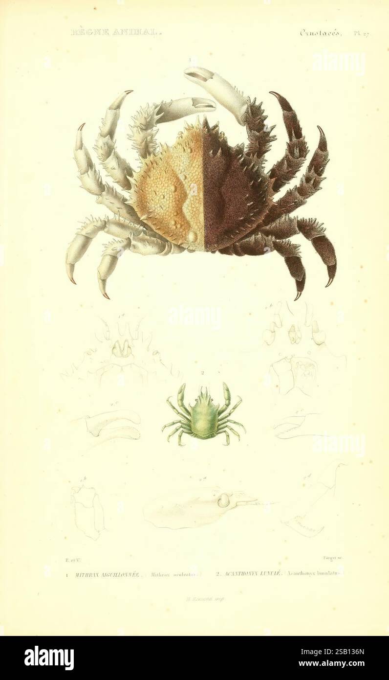 Le règne animal distribué d'après son organisation, Paris, 1836-1849, anatomie, comparative ...