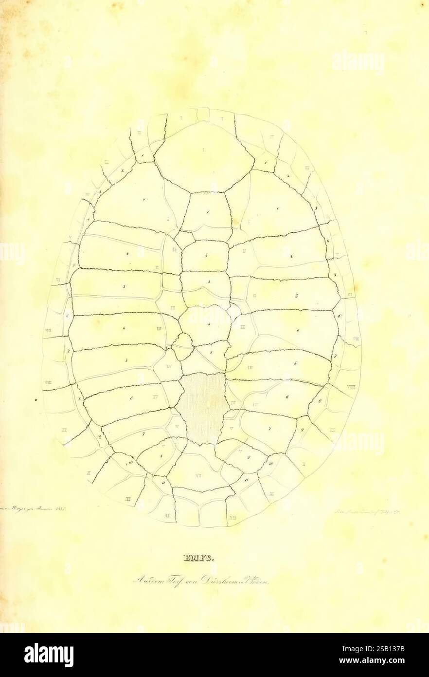 Musée Senckenbergianum Frankfurt am main, J. D. Sauerländer, 1833-1845 ...