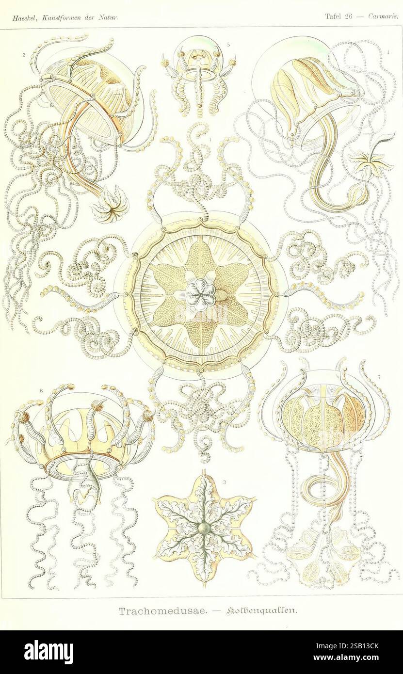 Kunstformen der Natur, Leipzig und Wien, Verlag des Bibliographischen ...