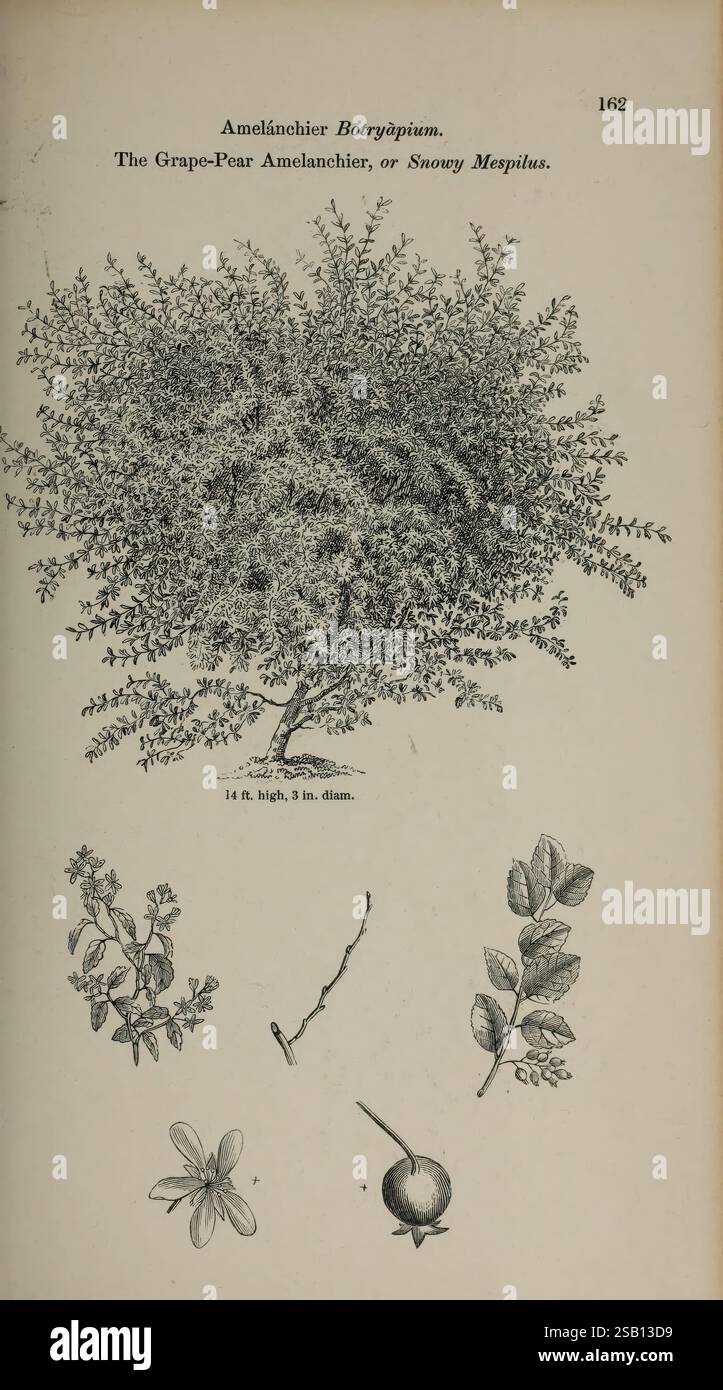 Arboretum et fruticetum britannicum, or London, J.C. Loudon, 1844 ...