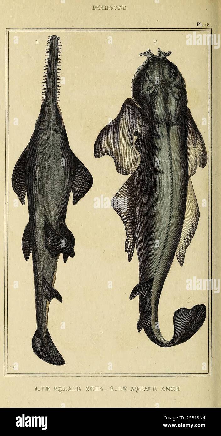 Œuvres du comte de Lacépède Paris P. Duménil 1836 histoire naturelle ...