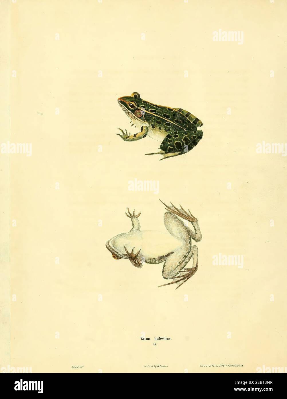 North American Herpetology v.1 Philadelphie, J. Dobson, 1836-1840 ...