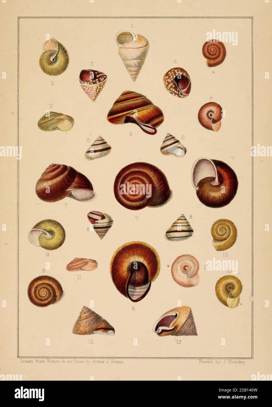 Une monographie des coquillages de terre australiens, Sydney, W ...