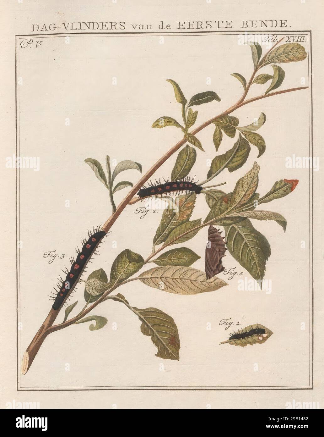 Beschouwing der Wonderen Gods, in de minstgeachte schepzelen, te ...