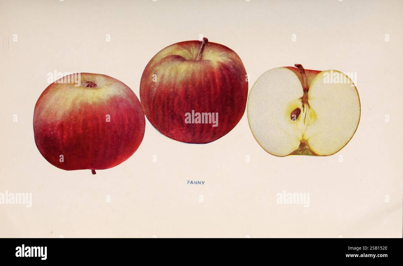 Les pommes de New York, Albany, J.B. Lyon, 1905, pommes, culture ...