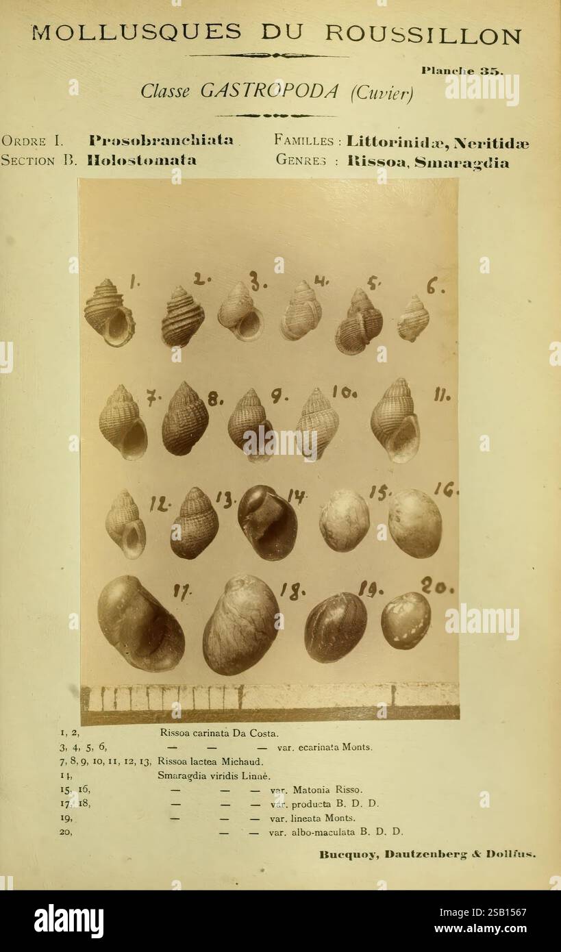 Les mollusques marins du Roussillon Paris, J.-B. Baillière, [1882 ...