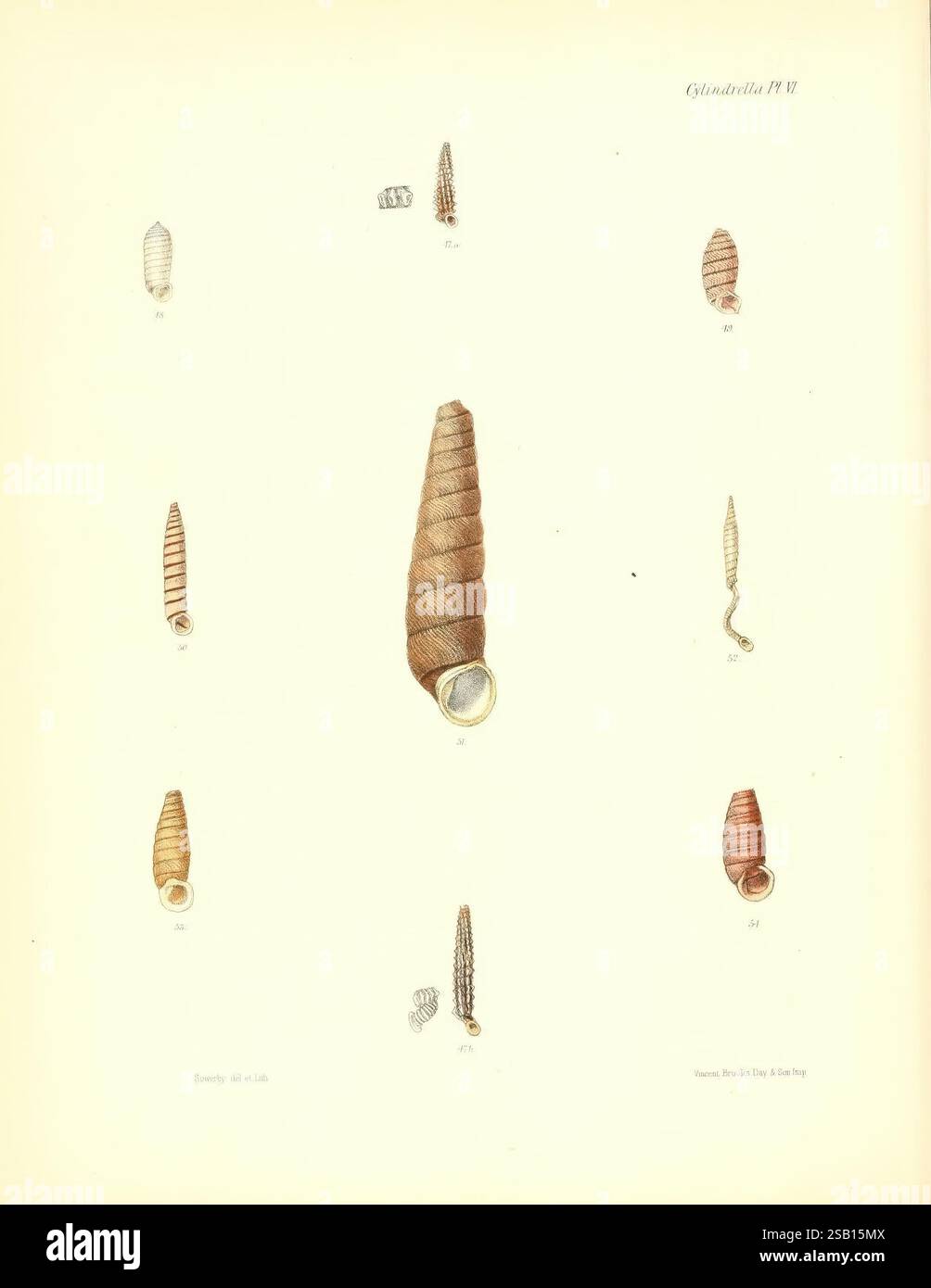 Conchologia Iconica, ou illustrations of the Shells of Mollusquous ...