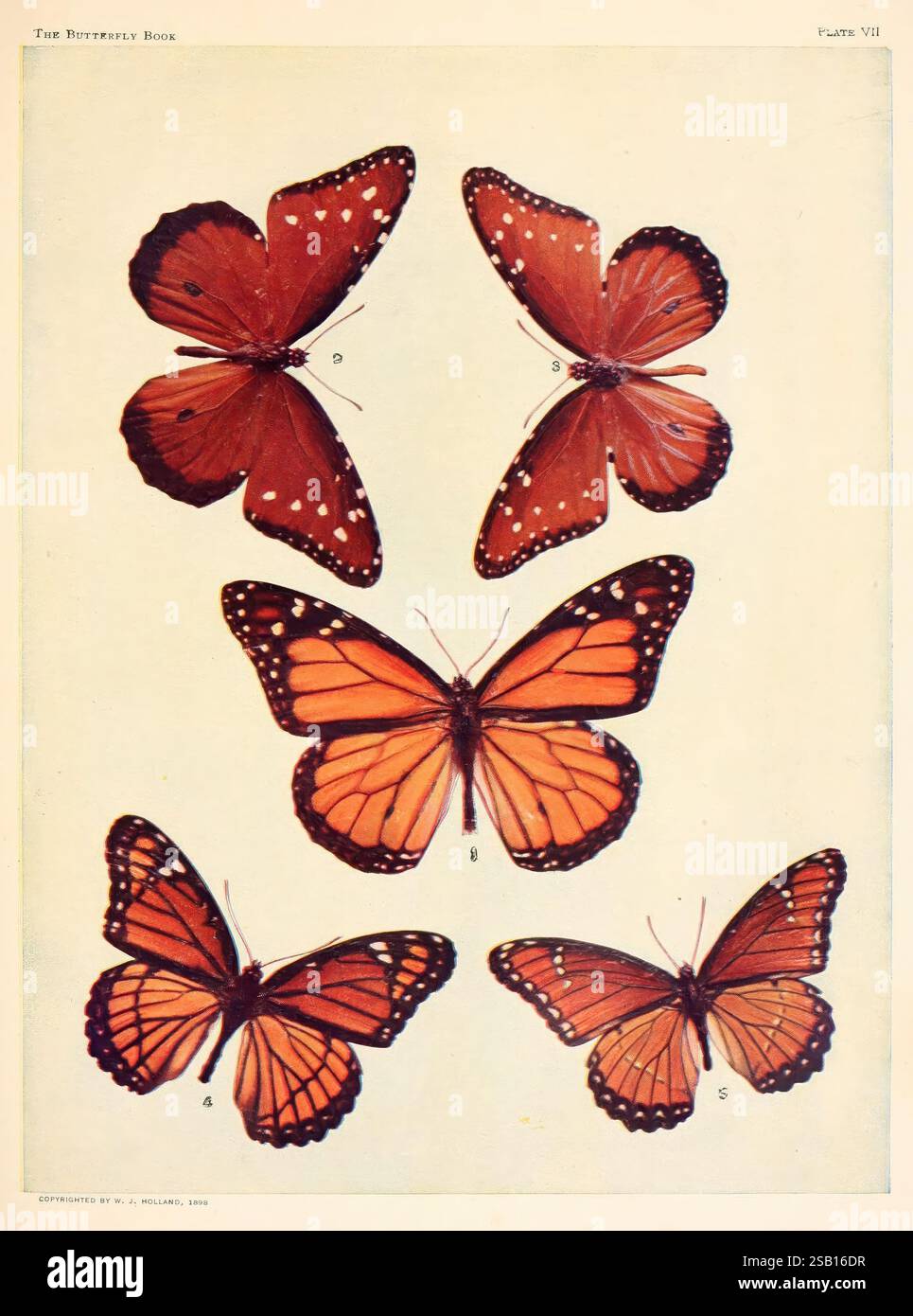 The Butterfly Book Garden City, N. Y,1922 [c1898], papillons, Amérique ...