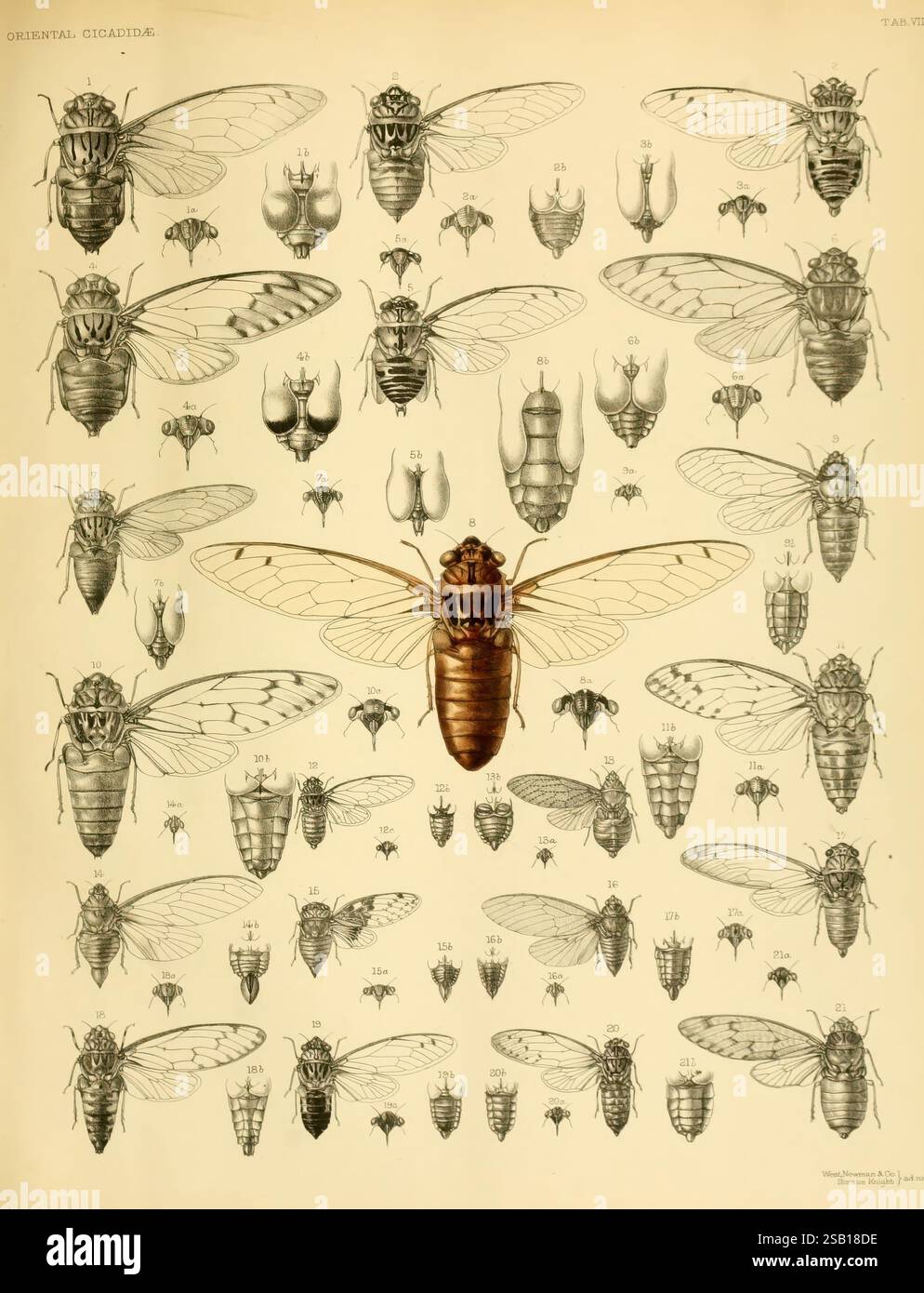 Une monographie des Cicadidés orientaux, Londres, imprimée par West ...