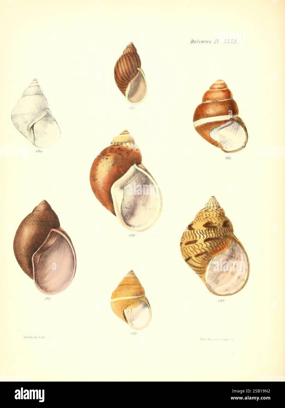 Conchologia iconica, ou illustrations des coquilles des animaux ...