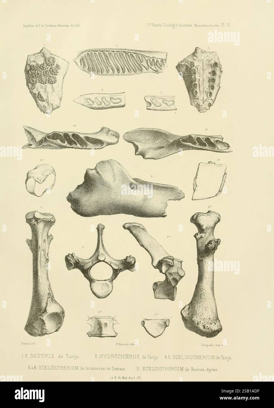 L'illustration présente une collection de dessins anatomiques détaillés ...