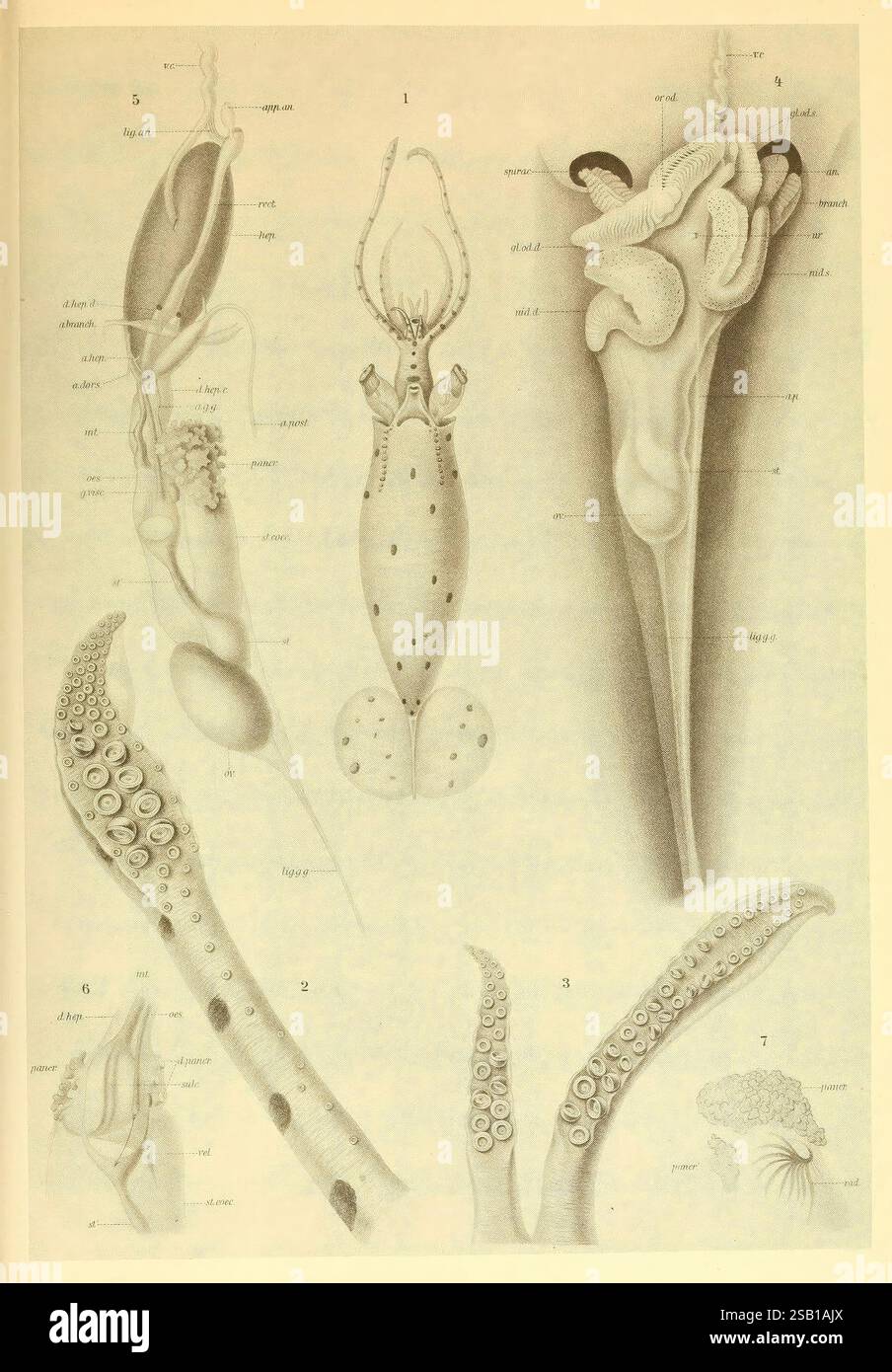 Atlas des céphalopodes, 1975, Cephalopoda, Euzygaena pacifica, Leachia ...