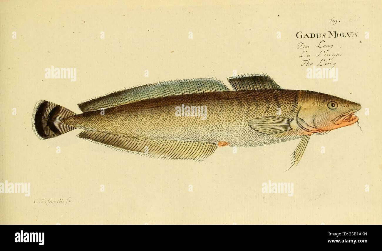 Ichtyologie ou histoire naturelle des poissons, Berlin, chez l'auteur ...