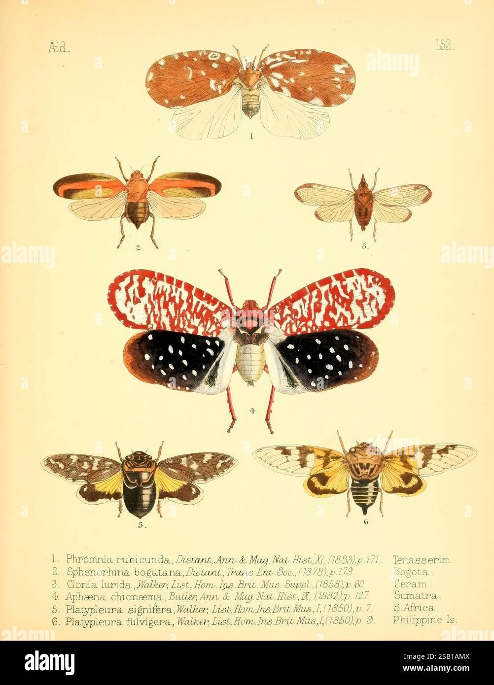 Aide à l'identification des insectes London E.W. Janson 1880-90 ...