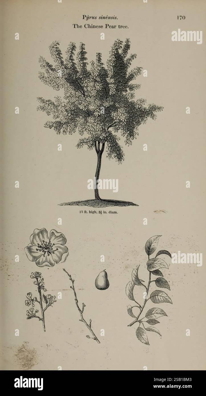 Arboretum et fruticetum britannicum, or London, J.C. Loudon, 1844 ...