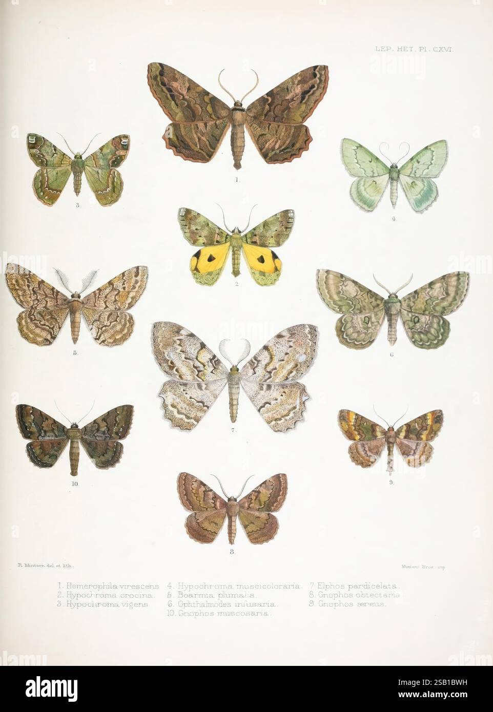 Illustrations, de, typiques, spécimens, de, Lepidoptera, Heterocera, in ...