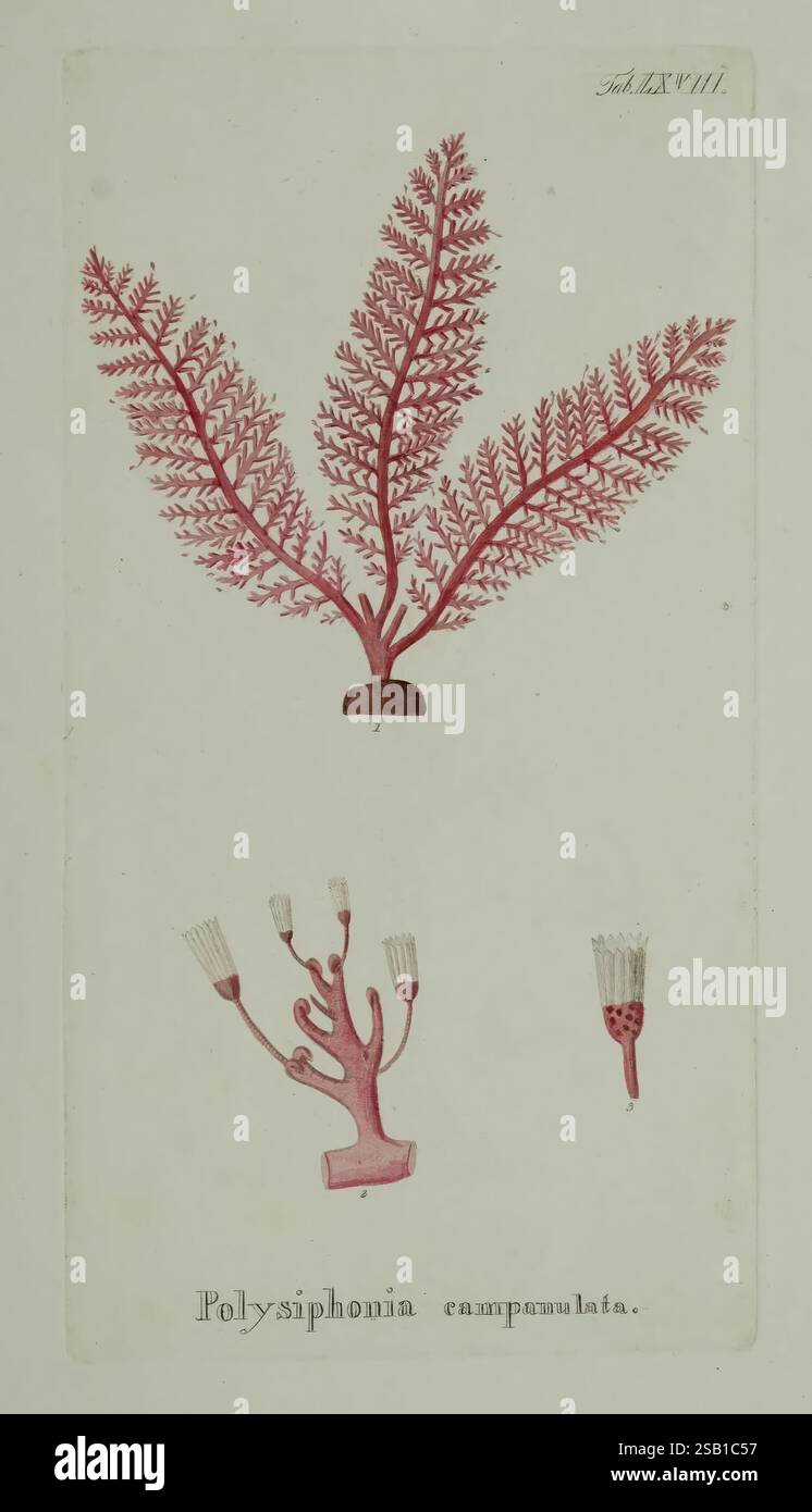 Hydrophytologiae Regni Neapolitani icones Neapoli ex Typographia ...