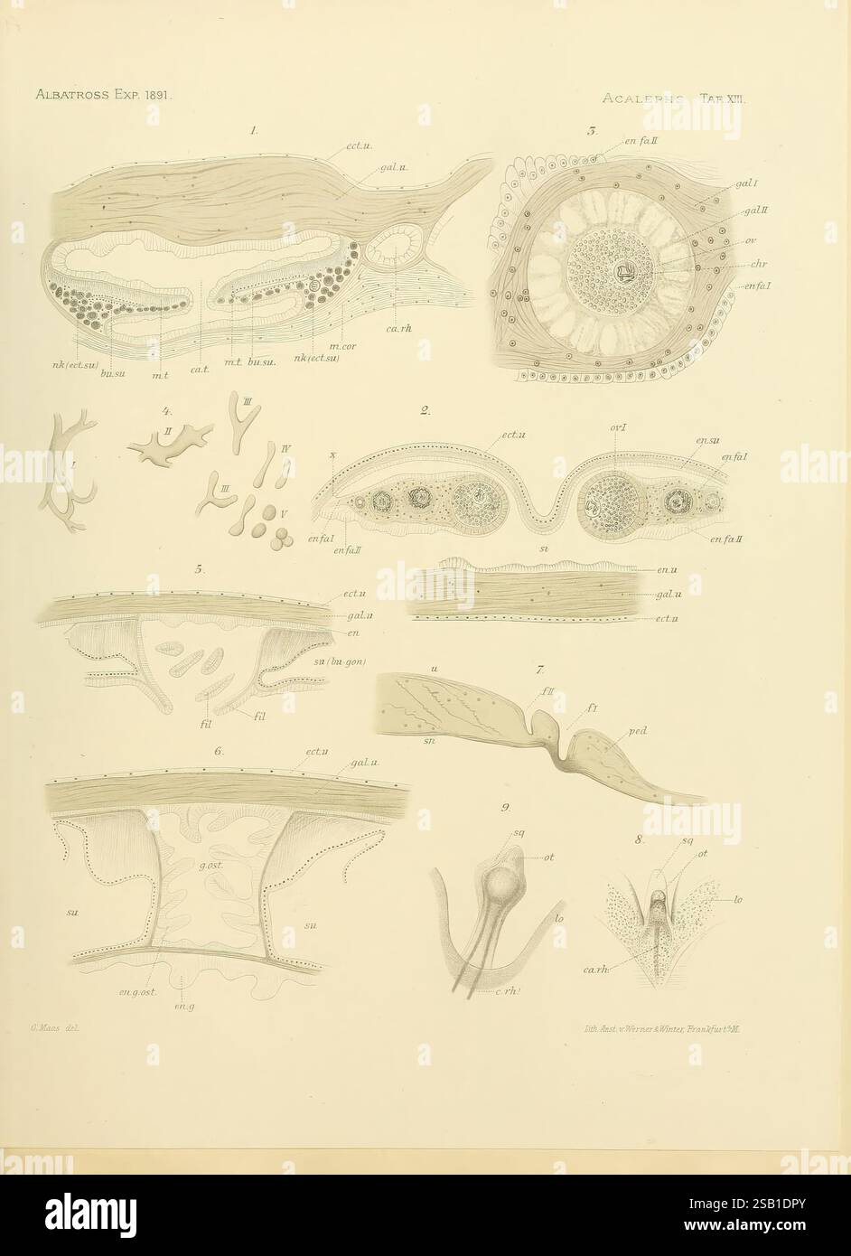 Die Medusen Cambridge imprimée pour le vapeur d'albatros Museum 1897 ...