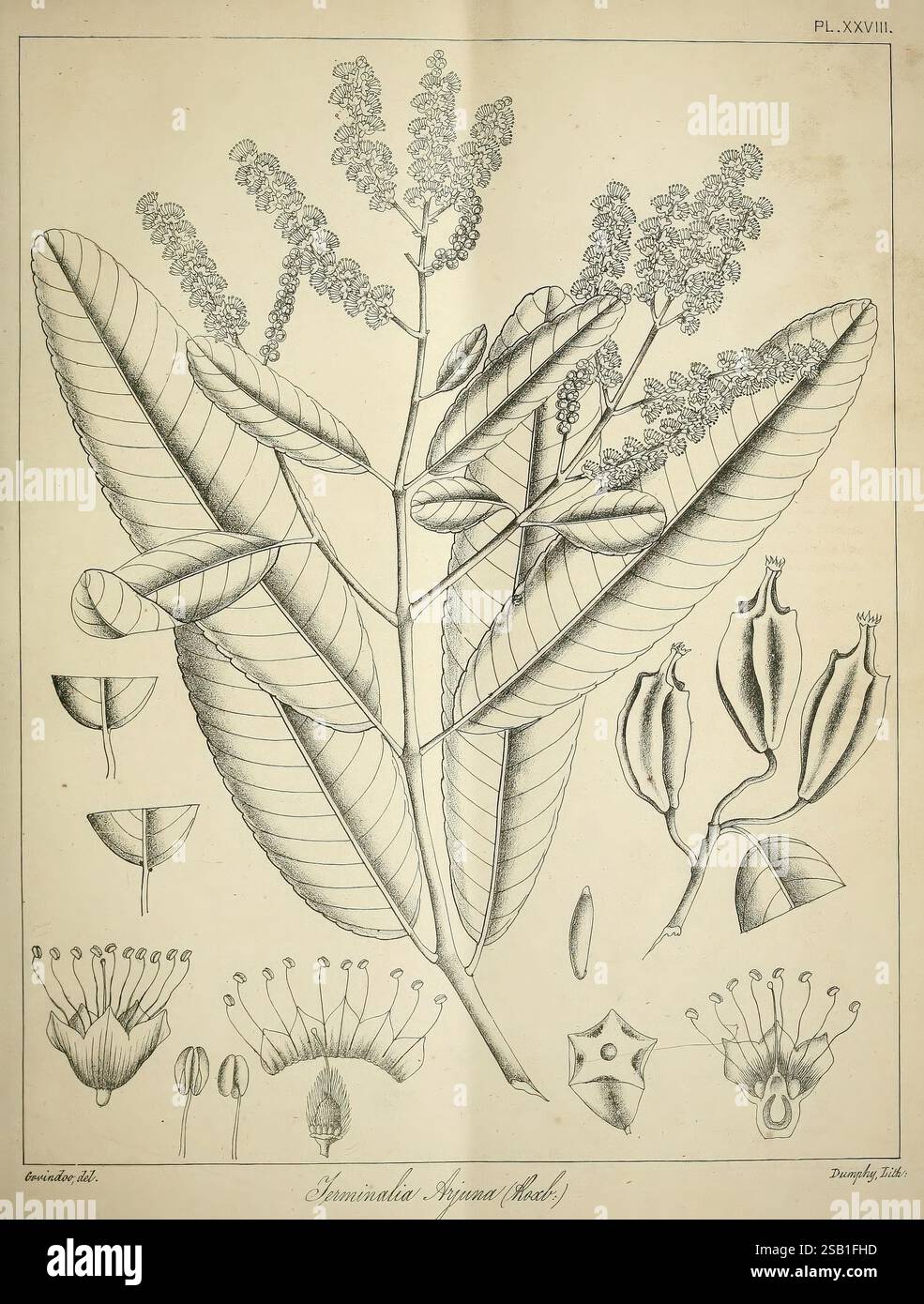 La flore sylvatica pour le sud de l'Inde : Madras, 1869-1873, arbres ...