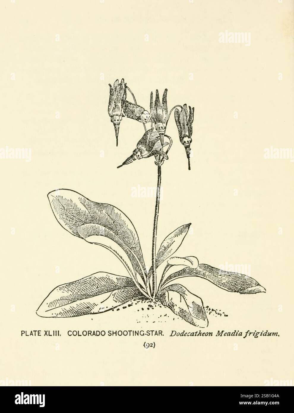 Un guide des fleurs sauvages, New York, Stokes 1899, états du nord-est ...