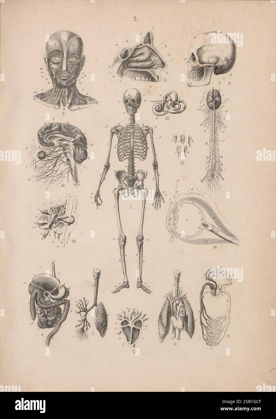 Atlas, sistemático, de, historia, naturel, para, uso, de, las, escuelas ...