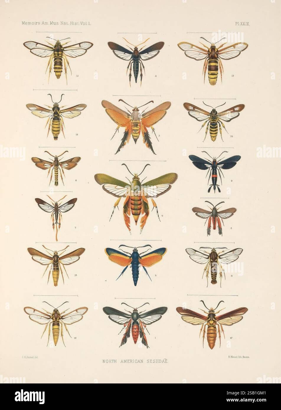 Monographie des Sesiidae of America, nord du Mexique, New York, 1901 ...