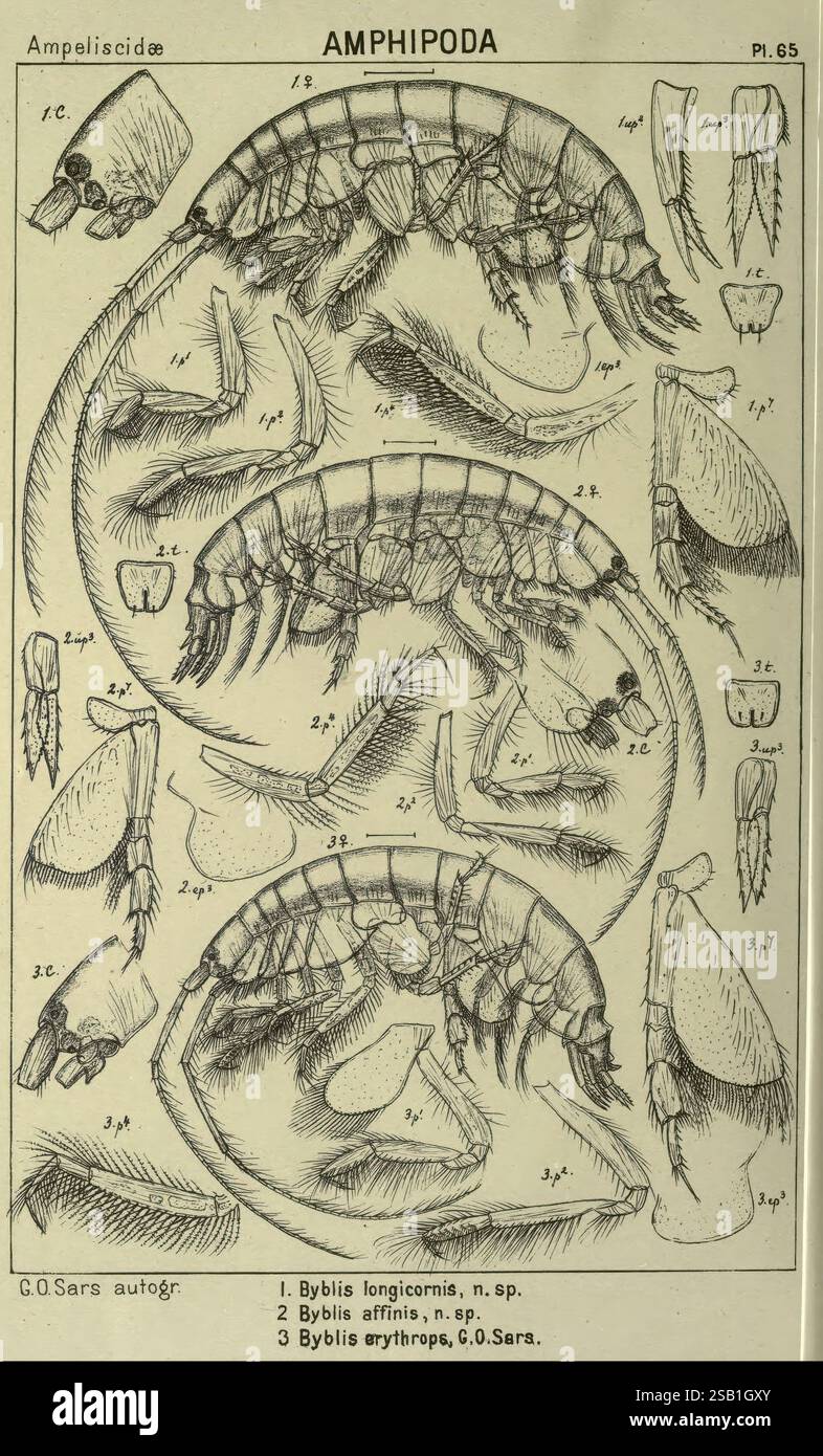 Un récit des crustacés de Norvège. v.1 Amphipoda (plaques) Christiania ...