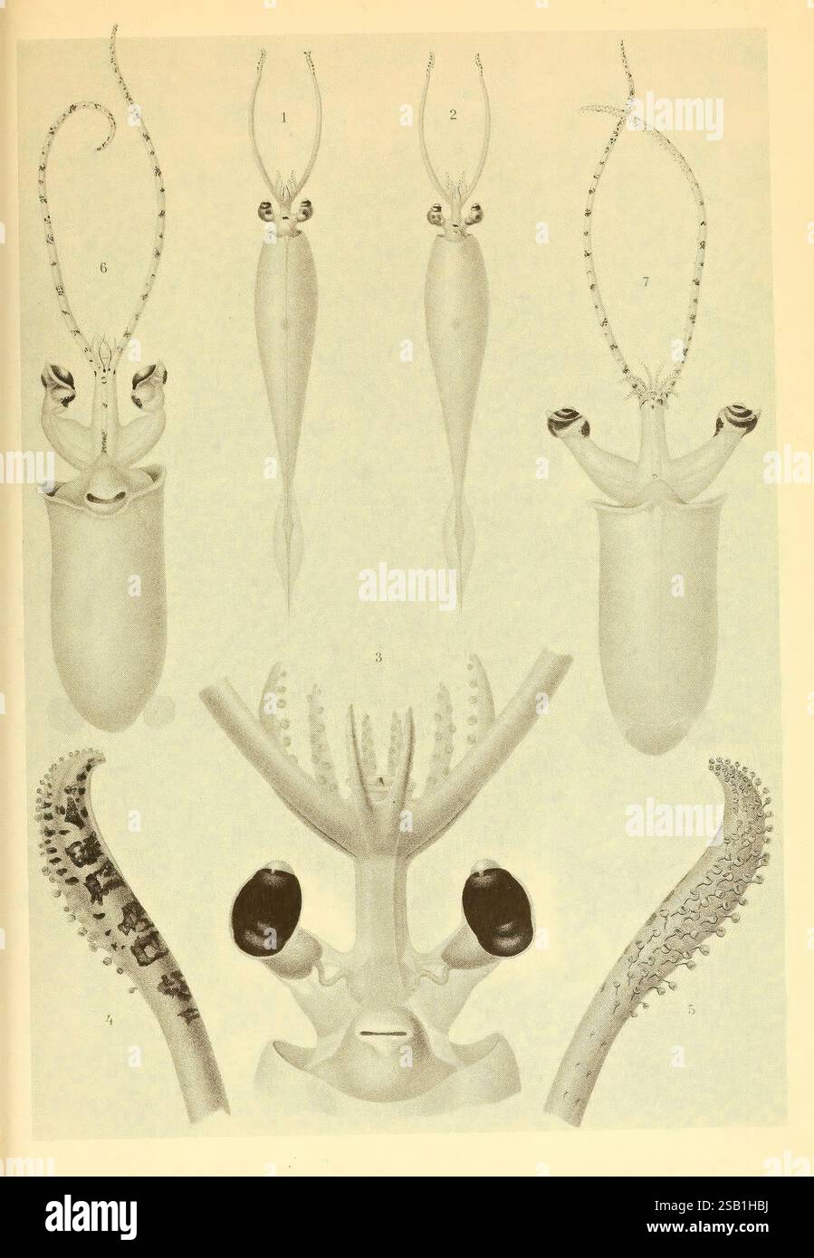 Atlas des céphalopodes, 1975. Cephalopoda, Toxeuma Belone, Taonius ...