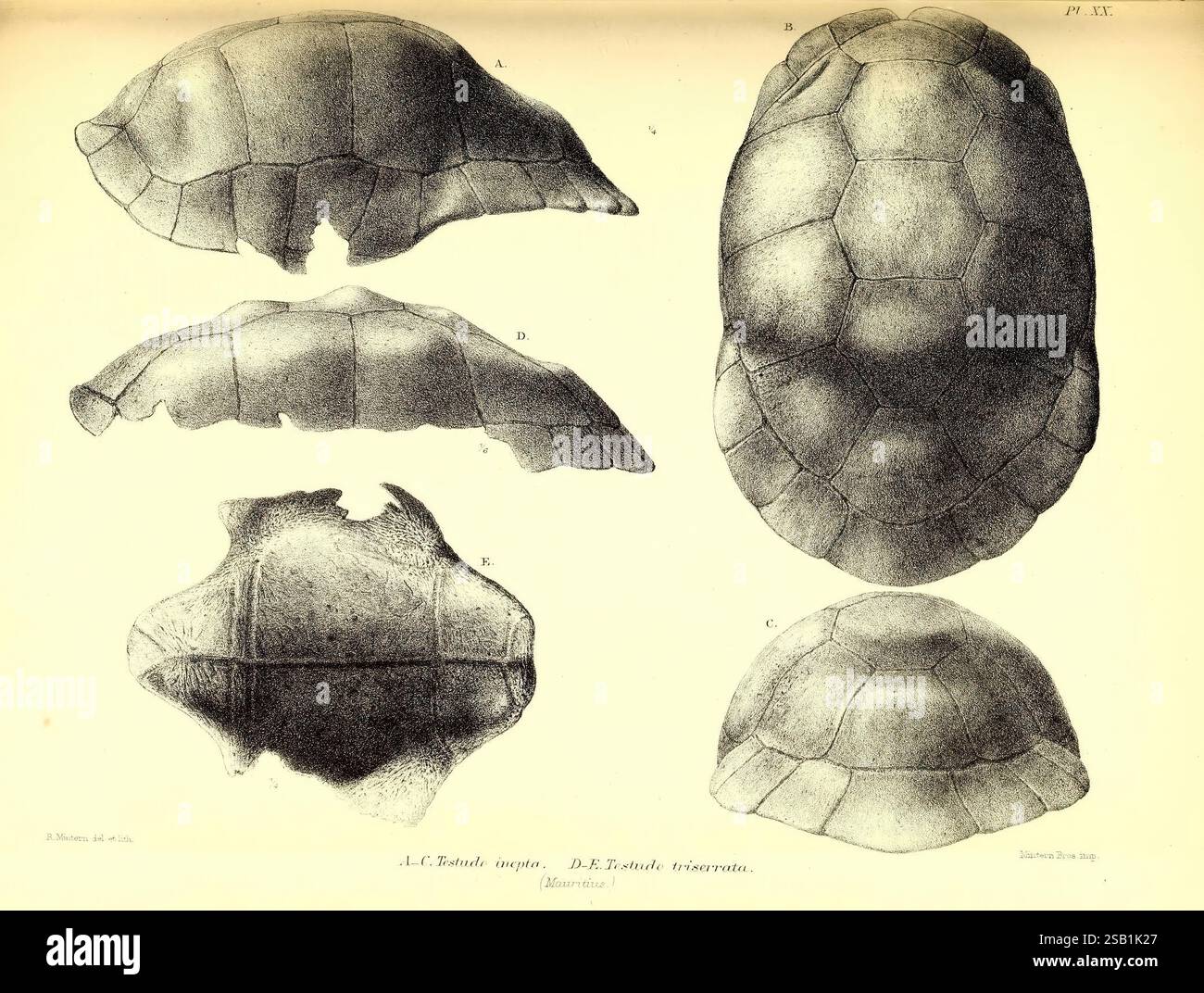 Les gigantesques tortues terrestres (vivantes et éteintes) dans la ...