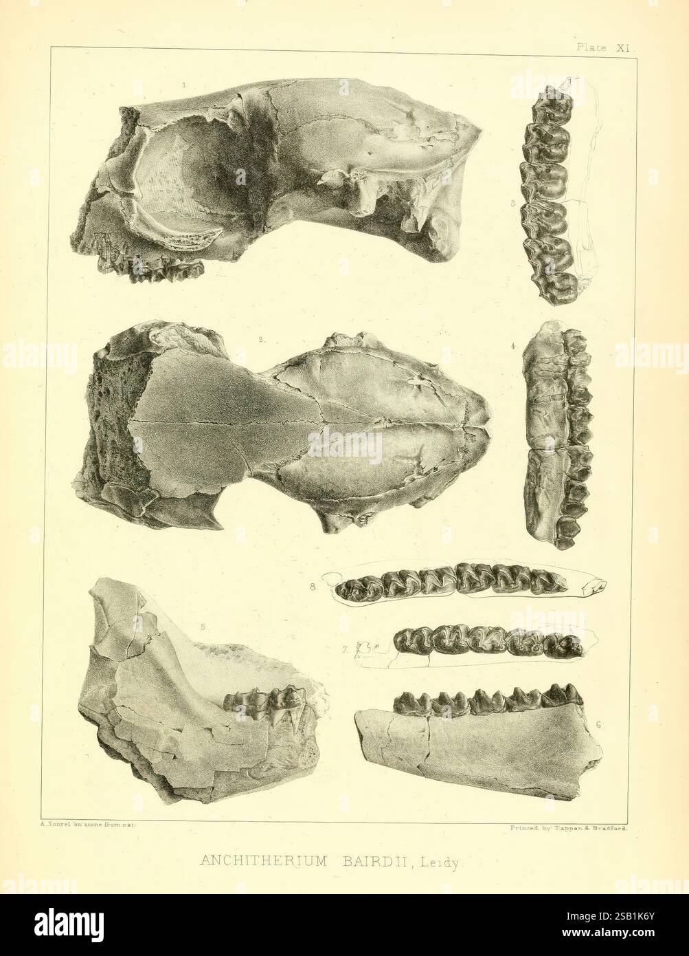 La faune antique du Nebraska : Washington, 1853, Nebraska ...