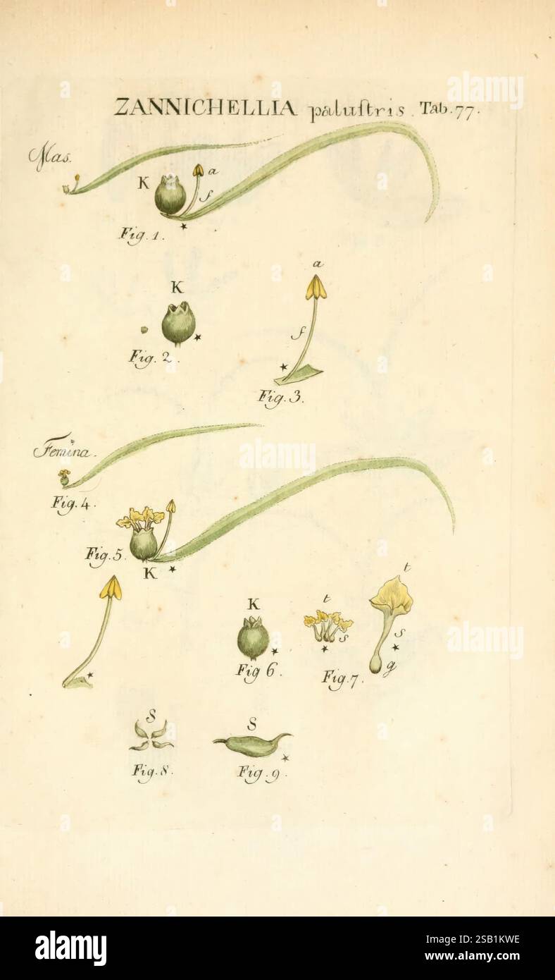 Illustratio systematis sexualis Linnaeani Francofurti ad Moenum ...