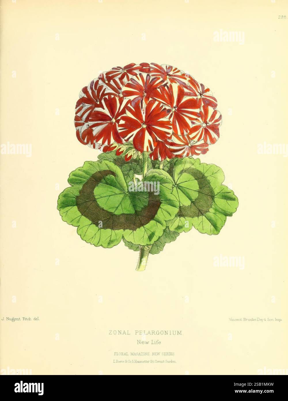 Le, floral, magazine, Londres, l, Reeve & Co, fleur, jardinage, fleurs ...