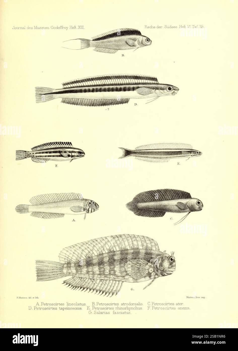 Une illustration détaillée présentant diverses espèces de poissons ...