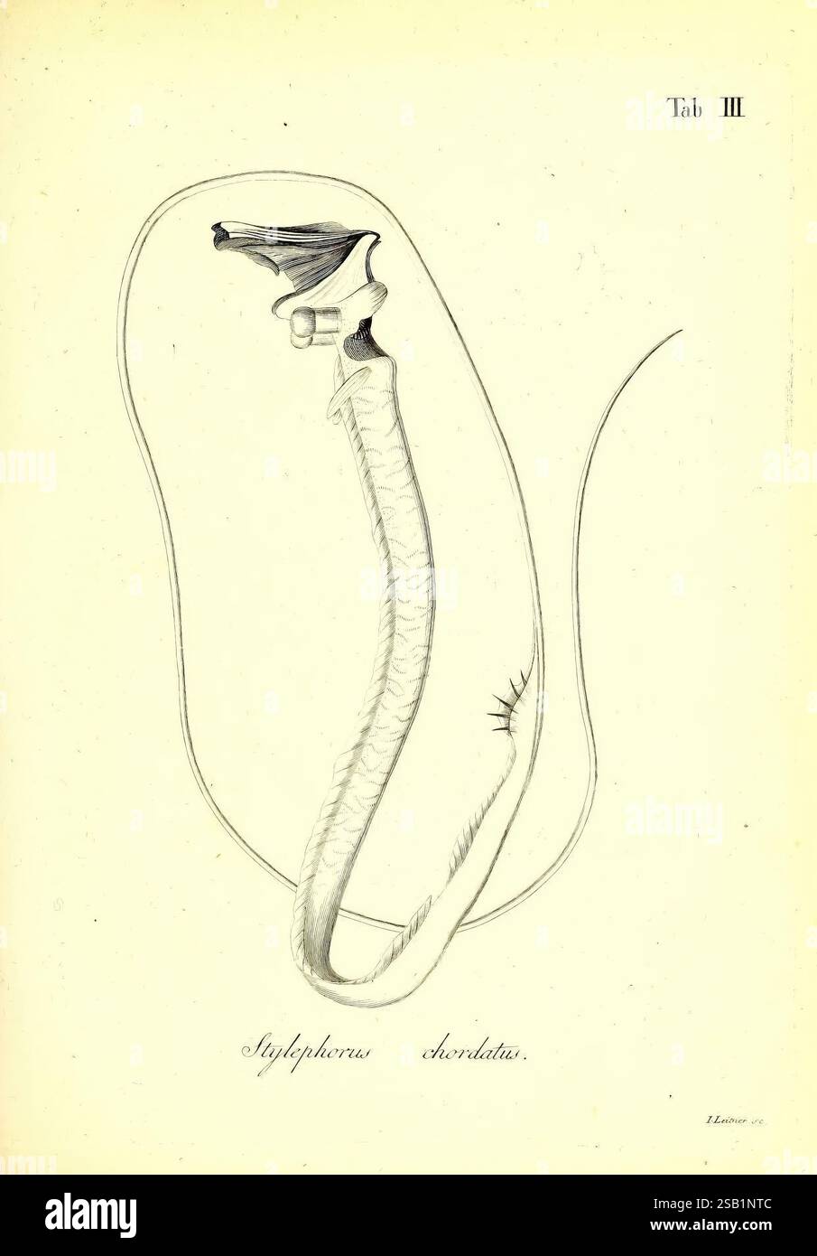 Magazin des Thierreichs Erlangen Wolfgang Walther 1793-1795 Johann ...